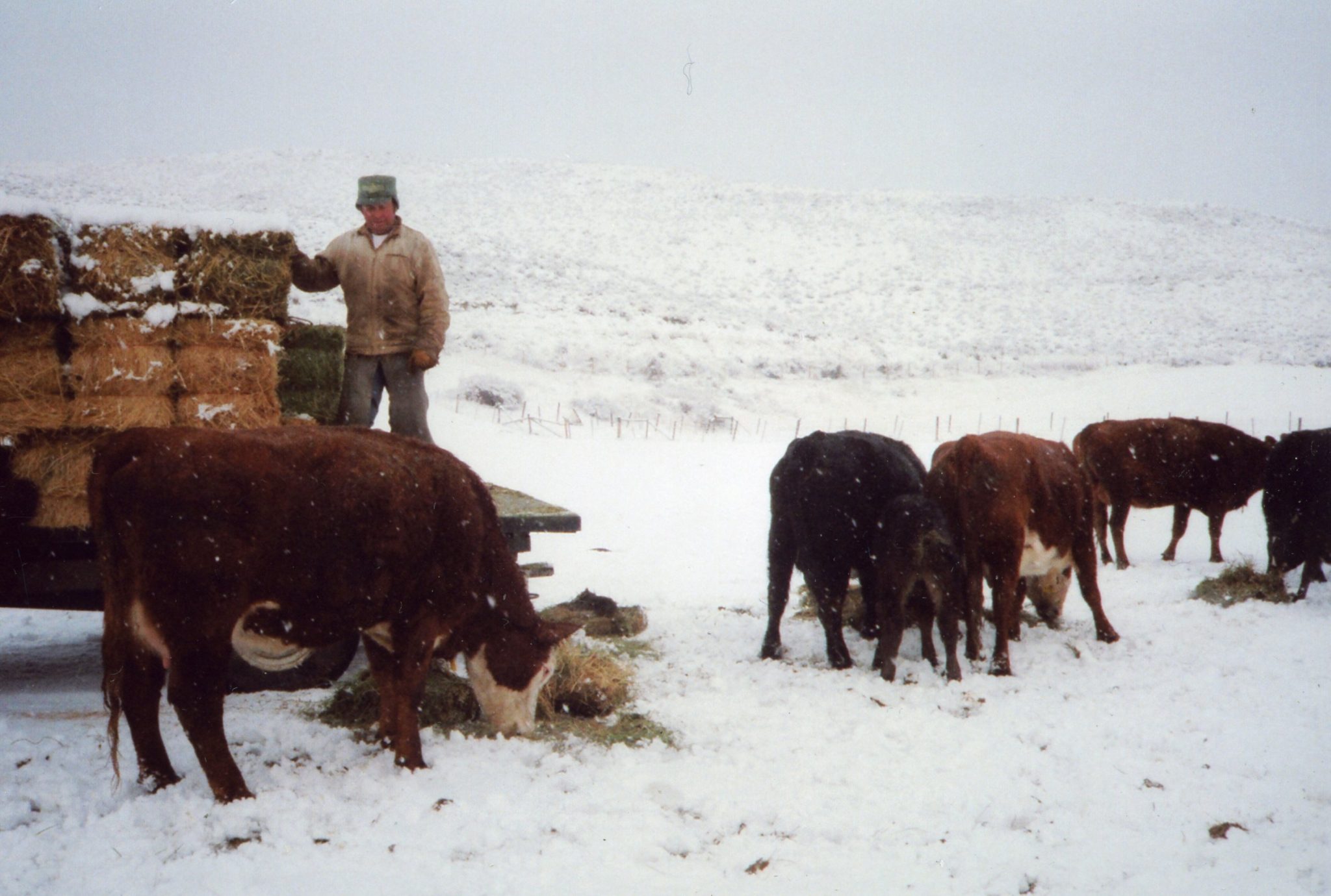Preventing Cold Stress in Cattle - Countryside